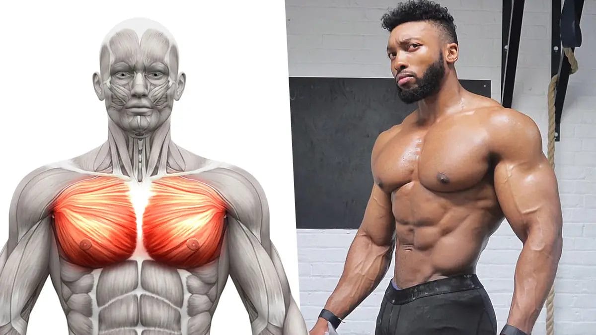 Best Chest Exercises to Build Lean Muscle Mass - Rising Sun Community ...